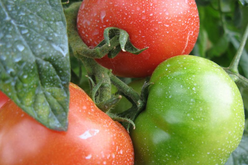 Fruit Growth & Ripening Metrics: Color, Firmness, Dry Matter, Sugars ...