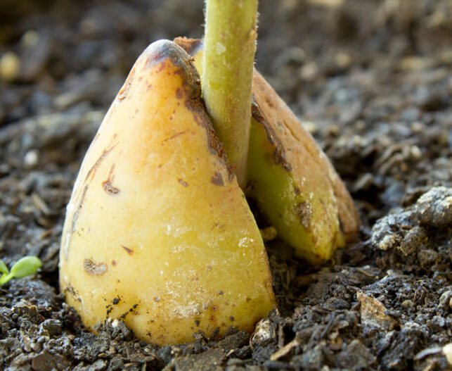 F-751 Avocado Quality Meter - Tools for Applied Food Science