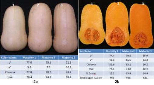 Internal Color of Fresh Produce: Importance and Applications - Felix ...