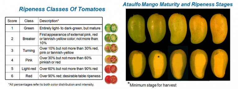The 5 Most Important Parameters in Produce Quality Control – myblueproject.com