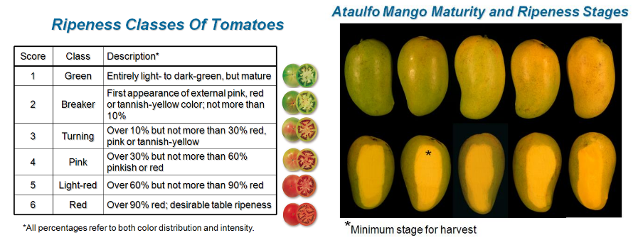 The 5 Most Important Parameters in Produce Quality Control ...