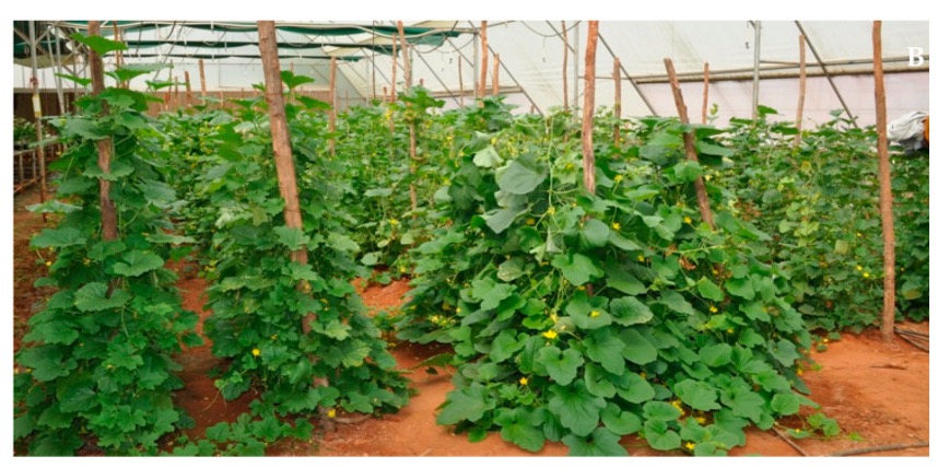 Melon Fruit: Quality, Production & Physiology - Felix Instruments