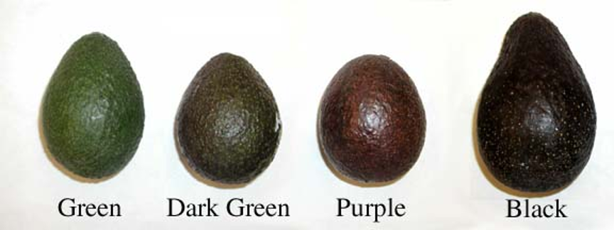 Improving Avocado Quality - Felix Instruments