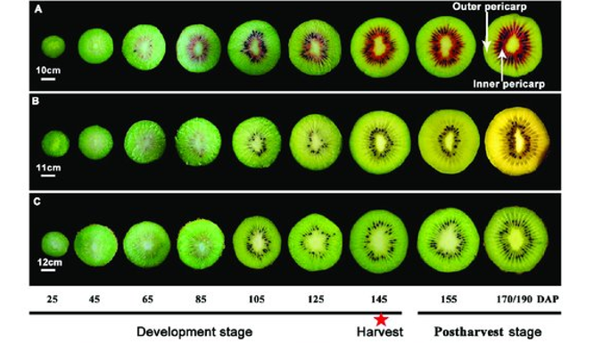 Improving Kiwifruit Quality - Felix Instruments
