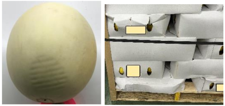 What Affects Melon Quality? Common Postharvest Problems and How to ...