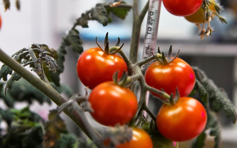 Assessing Antioxidant Content in Tomatoes with NIR Spectroscopy | Tools ...
